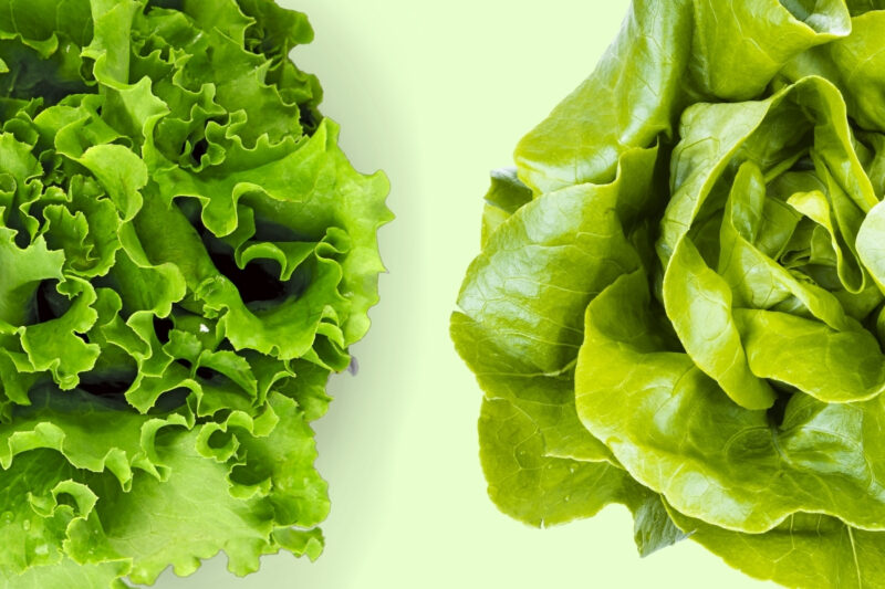 Butter Lettuce vs Boston Lettuce - A Detailed Comparison - Palate Of ...